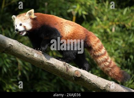 Roter. Panda fotografiert im Opel Zoo am 29.9.2023 in Kronberg im ...