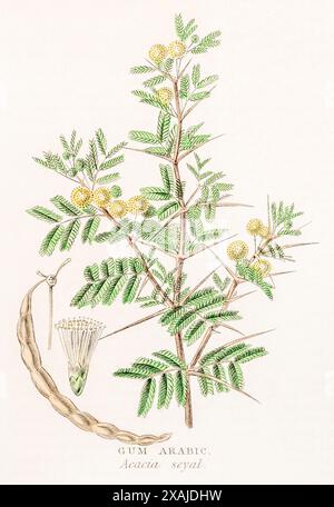 Medicinal plants Gum arabic tree (Vachellia nilotica) (Acacia arabica ...