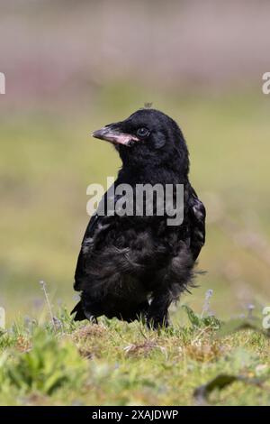 Rook (Corvus frugilegus) juvenile baby Norfolk May 2024 Stock Photo - Alamy
