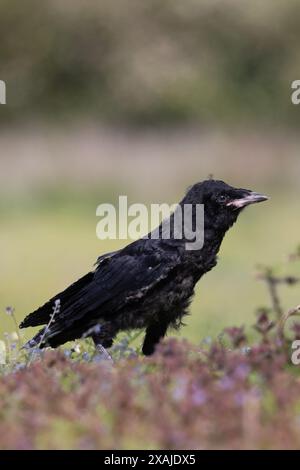 Rook (Corvus frugilegus) juvenile baby Norfolk May 2024 Stock Photo - Alamy