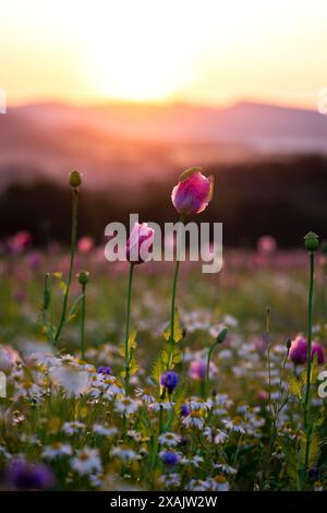 Pink opium poppy in bloom in the poppy village of Germerode in the Frau ...