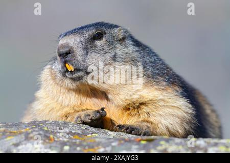 Marmot portrait while looking at you on rocks and grass background ...