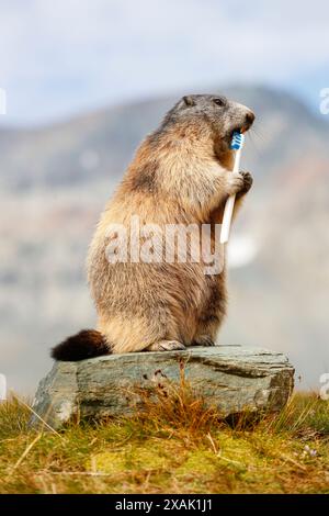 Alpine marmot (Marmota marmota), marmot with toothbrush brushing its ...