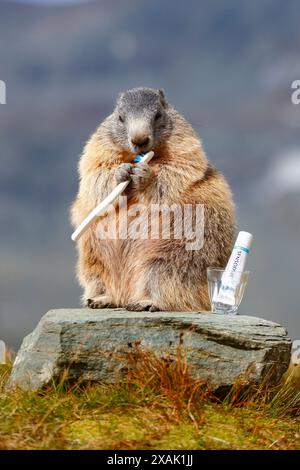 Alpine marmot (Marmota marmota), marmot with toothbrush brushing its ...