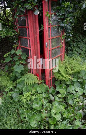 Abandoned and overgrown red telephone box in the landscape. Vertical ...