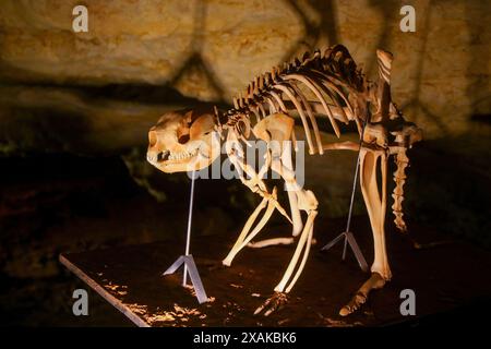 Fossil skeleton of a Marsupial lion (pouch lion or Thylacoleo carnifex ...