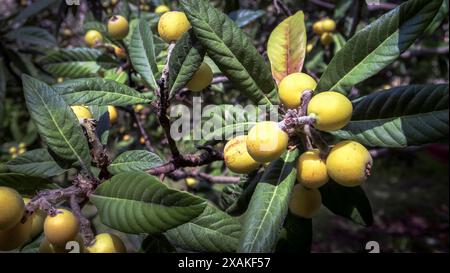 Japanese loquat in Coursan, France Stock Photo - Alamy