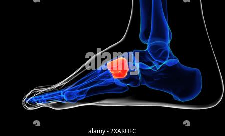 Lateral view of talus bone foot bones anatomy for medical Concept 3D ...