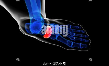 Medial view of navicular bone foot bones anatomy for medical Concept 3D ...