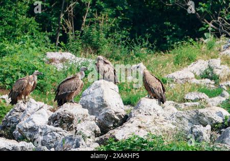 The Griffon Vultures of the regional nature reserve of Lake Cornino ...