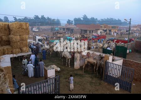Giza, Egypt. 07th June, 2024. Berqash Camel Market is being ...