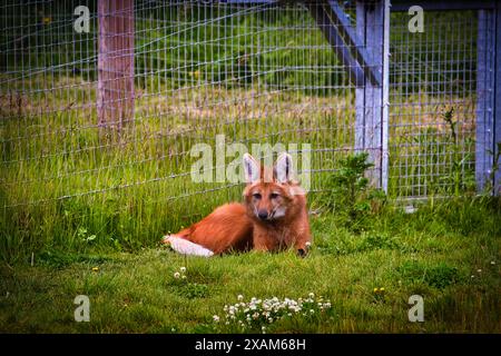 A maned wolf lying on the grass in an enclosure with a wire fence Stock ...