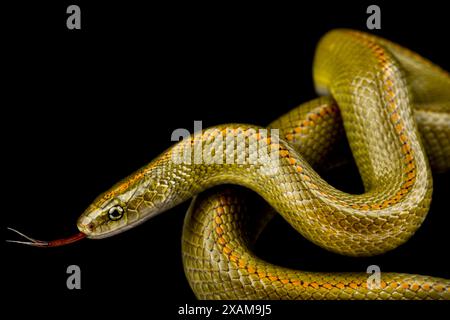 Aurora House Snake (Lamprophis aurora Stock Photo - Alamy