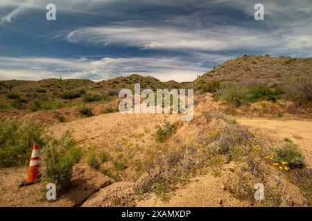 Intimate Sonoran wildflower landscape along highway 77 (Globe to Tucson ...
