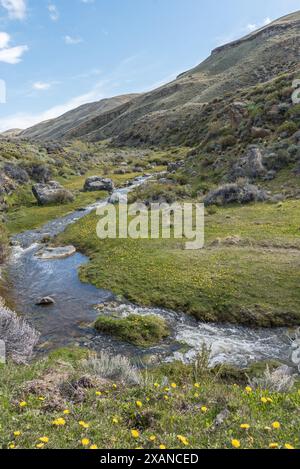 Stream flows through the meadow of forest Stock Photo - Alamy