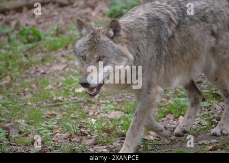 Wolf Europaeischer Grauwolf in Aktion Wolf Grauwolf *** Wolf European ...