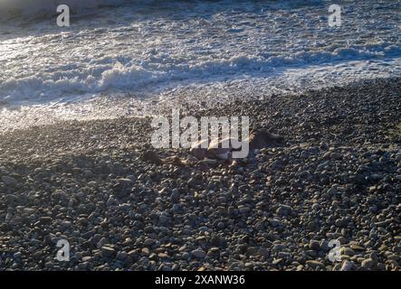 The Mediterranean Sea washed up the corpse of a cow on the beach 3 ...