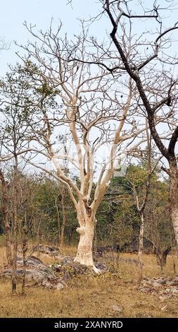 An Indian Ghost Tree in Kanha NP Stock Photo - Alamy