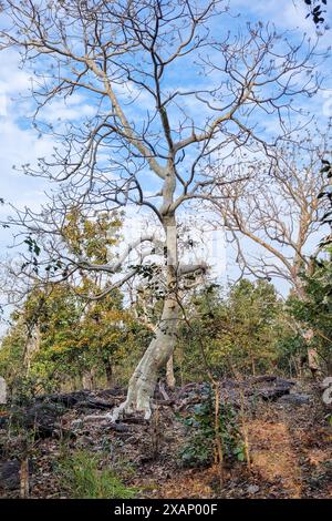 An Indian Ghost Tree in Kanha NP Stock Photo - Alamy