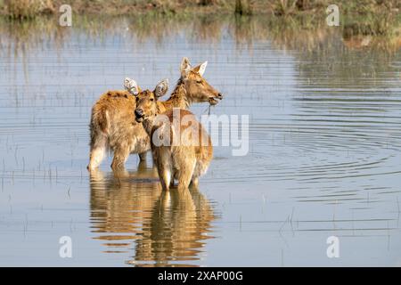 Barasingha (swamp deer) in Water Stock Photo - Alamy