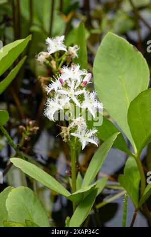 The bog bean or bogbean, Menyanthes trifoliata a native marginal ...