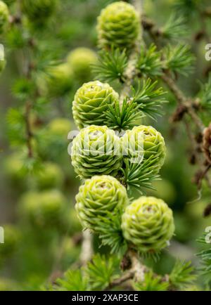 Conifer growth whorls Stock Photo - Alamy