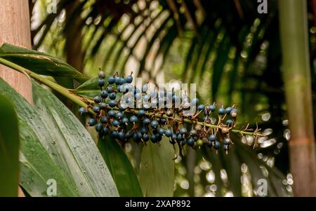 Blue berries of Australian native ginger, Alpinia caerulea growing in ...