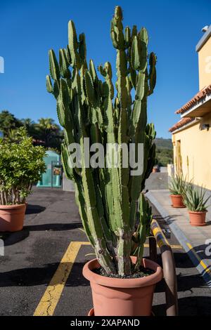 Candelabra tree (Euphorbia candelabrum) in the Lake Nakuru Lodge, Lake ...