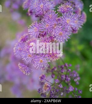 Thalictrum aquilegifolium Thundercloud perennial plant in full flower ...