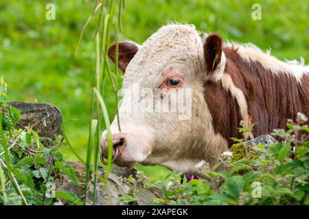 Bull looking over a wall Stock Photo - Alamy