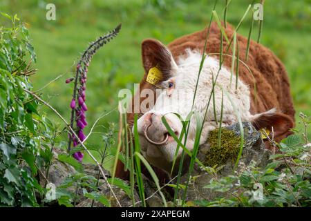 Bull looking over a wall Stock Photo - Alamy