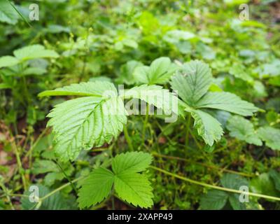 Fragaria is genus of flowering plants in rose family, Rosaceae ...