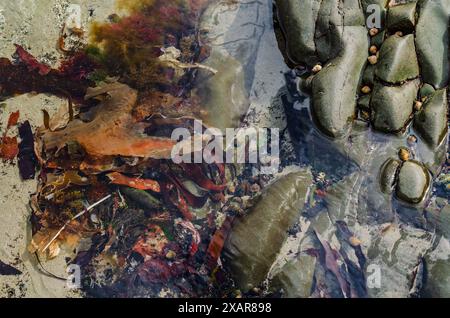Rock pool on the beach at Ballywalter with seaweeds barnacles and ...