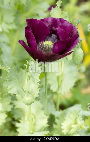 Papaver somniferum 'dark plum' flowers at the botanic garden ...