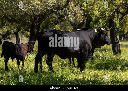 breeding of brave livestock, fighting bulls, near Cala -Sierra de Los ...
