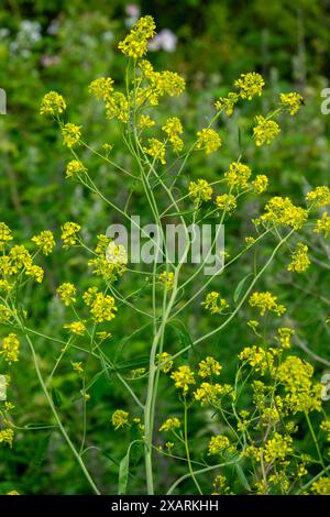 Wintercress, yellow rocketcress (Barbarea vulgaris), True barbara herb ...