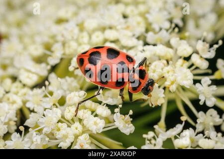 Spotted Pink Lady Beetle (Coleomegilla maculata Stock Photo - Alamy