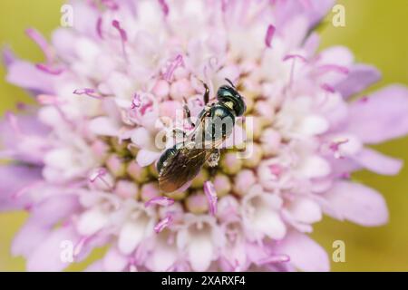 Small Carpenter Bee (Ceratina sp) pollinating a daisy, Nova Scotia ...