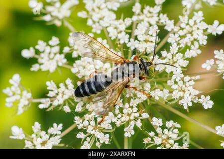 Sand-loving Wasp (Tachytes distinctus Stock Photo - Alamy