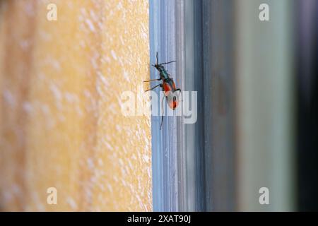 Anthocomus equestris Family Melyridae Genus Anthocomus Eurasian Red-and ...