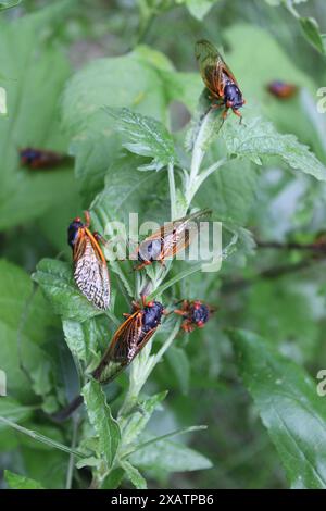 Brood V is a group of 17-year periodical cicadas, known for their ...