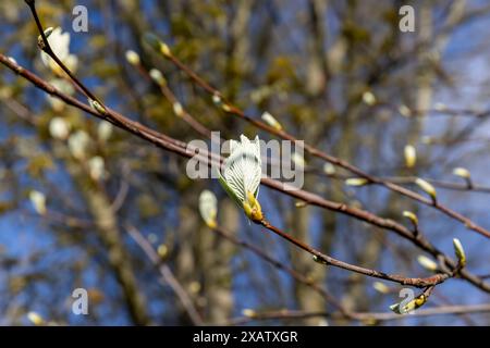 new foliage on rowan trees in spring, beautiful new rowan foliage in ...