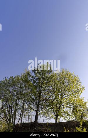 tall maple trees with green foliage growing on the cliff, deciduous ...