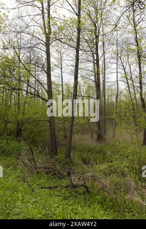 mixed forest in a swampy area in cloudy weather, deciduous trees ...