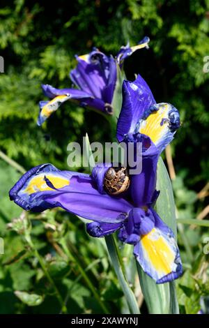Purple Iris (iris spp) and Snail (Gastropoda) in Garden Chard Somerset ...
