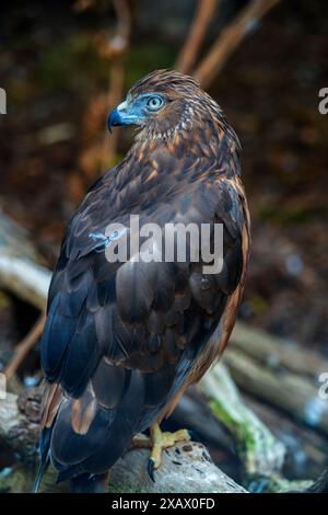 Full length view of Swamp harrier (Circus approximans Stock Photo - Alamy