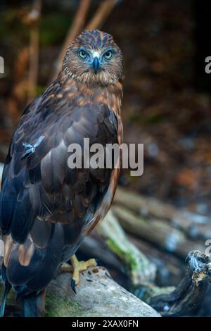 Full length view of Swamp harrier (Circus approximans Stock Photo - Alamy