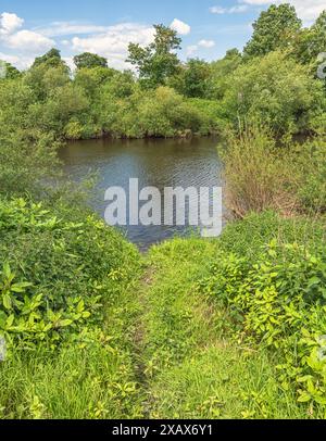 Nettles in the grass of a path Stock Photo - Alamy
