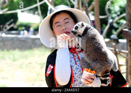 Ring-tailed lemurs in Qingdao Forest Wildlife World in Qingdao City ...