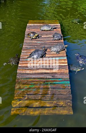 D'Orbigny's slider, water turtles (Trachemys dorbigni brasiliensis ...